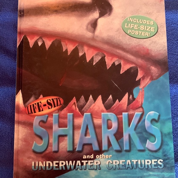 Other | Lifesize Sharks And Other Underwater Creatures 204 Daniel ...